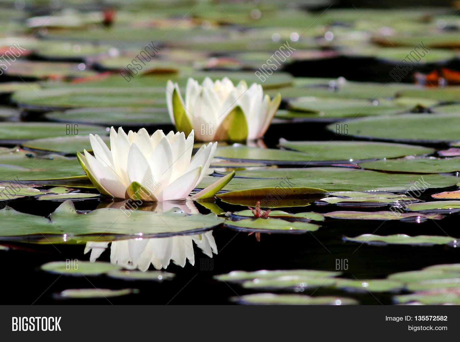Fragrant Water Lily Image & Photo (Free Trial) | Bigstock