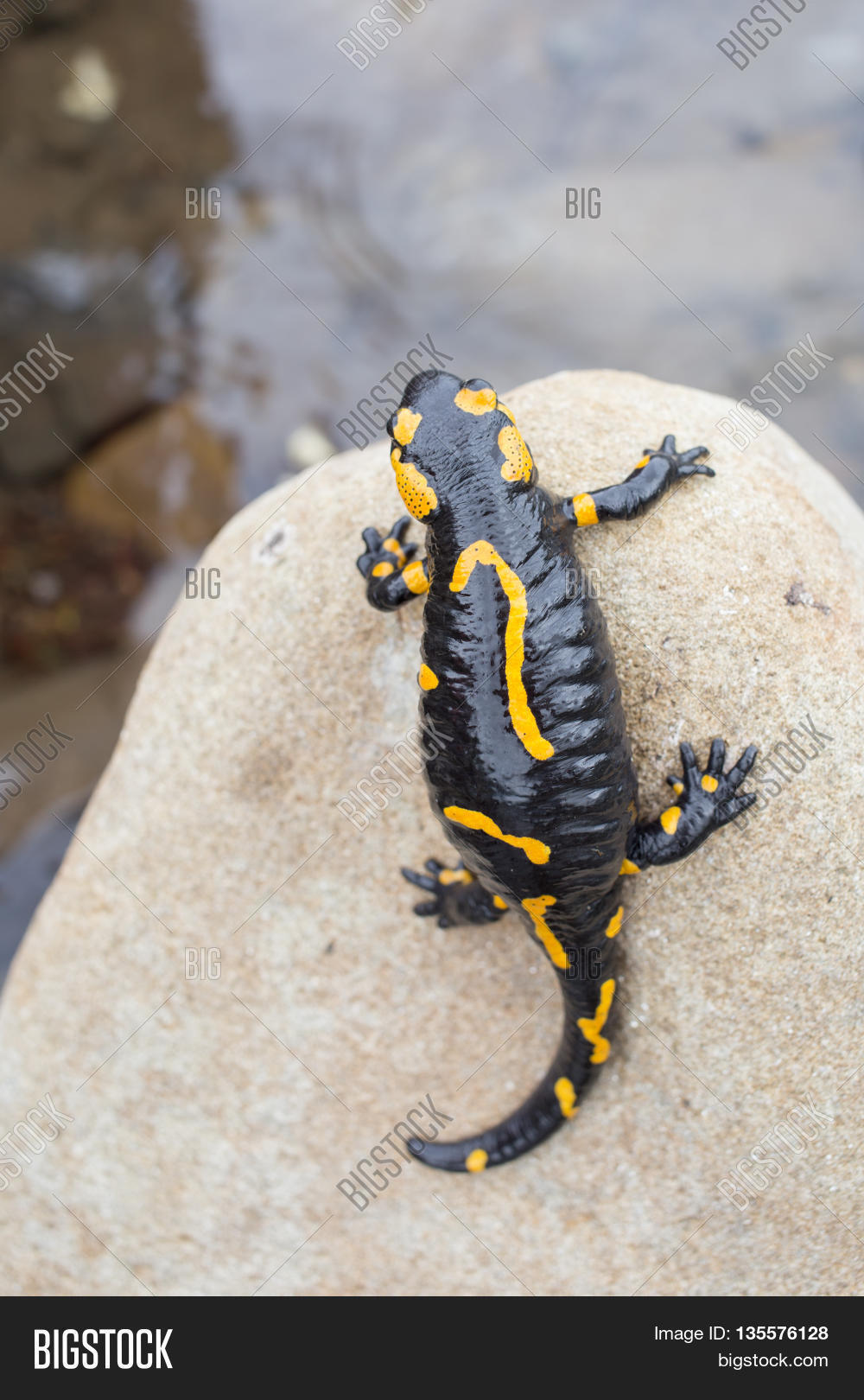 Beautiful Salamander Image & Photo (Free Trial) | Bigstock