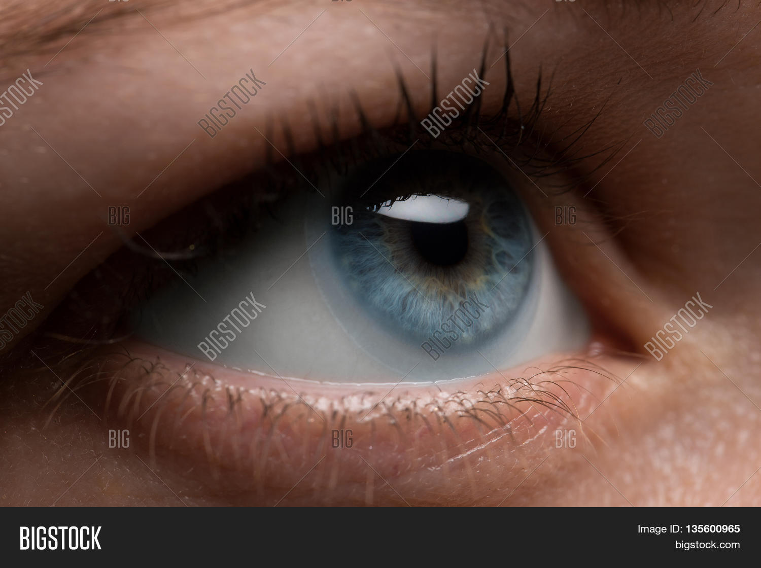 Woman Eye Blue Color Image & Photo (Free Trial) | Bigstock