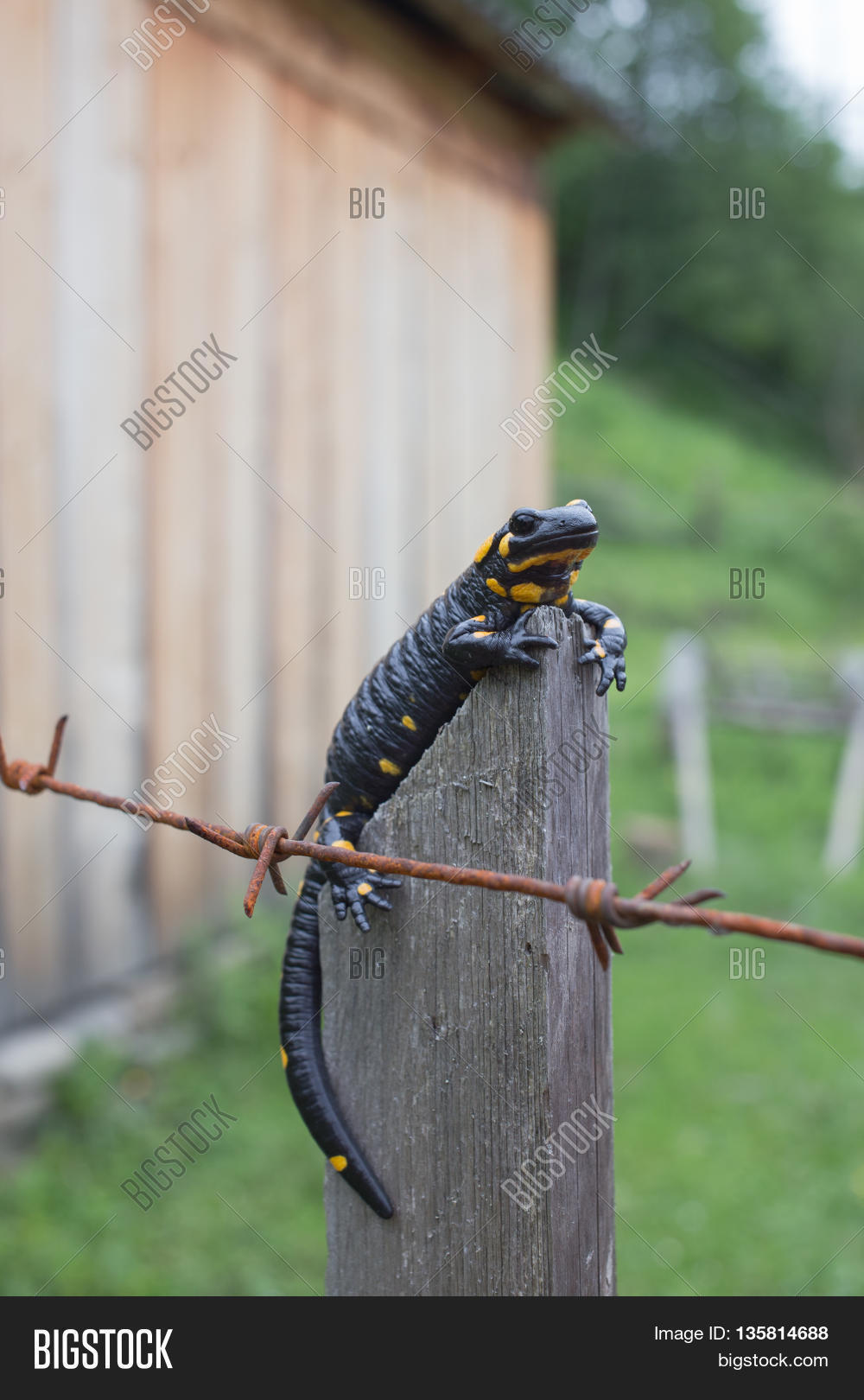Beautiful Salamander Image & Photo (Free Trial) | Bigstock