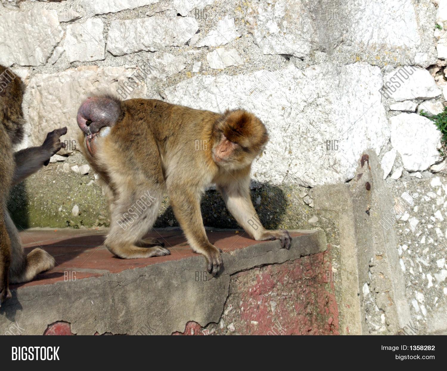 Monkey Poking Bum Image & Photo (Free Trial) | Bigstock