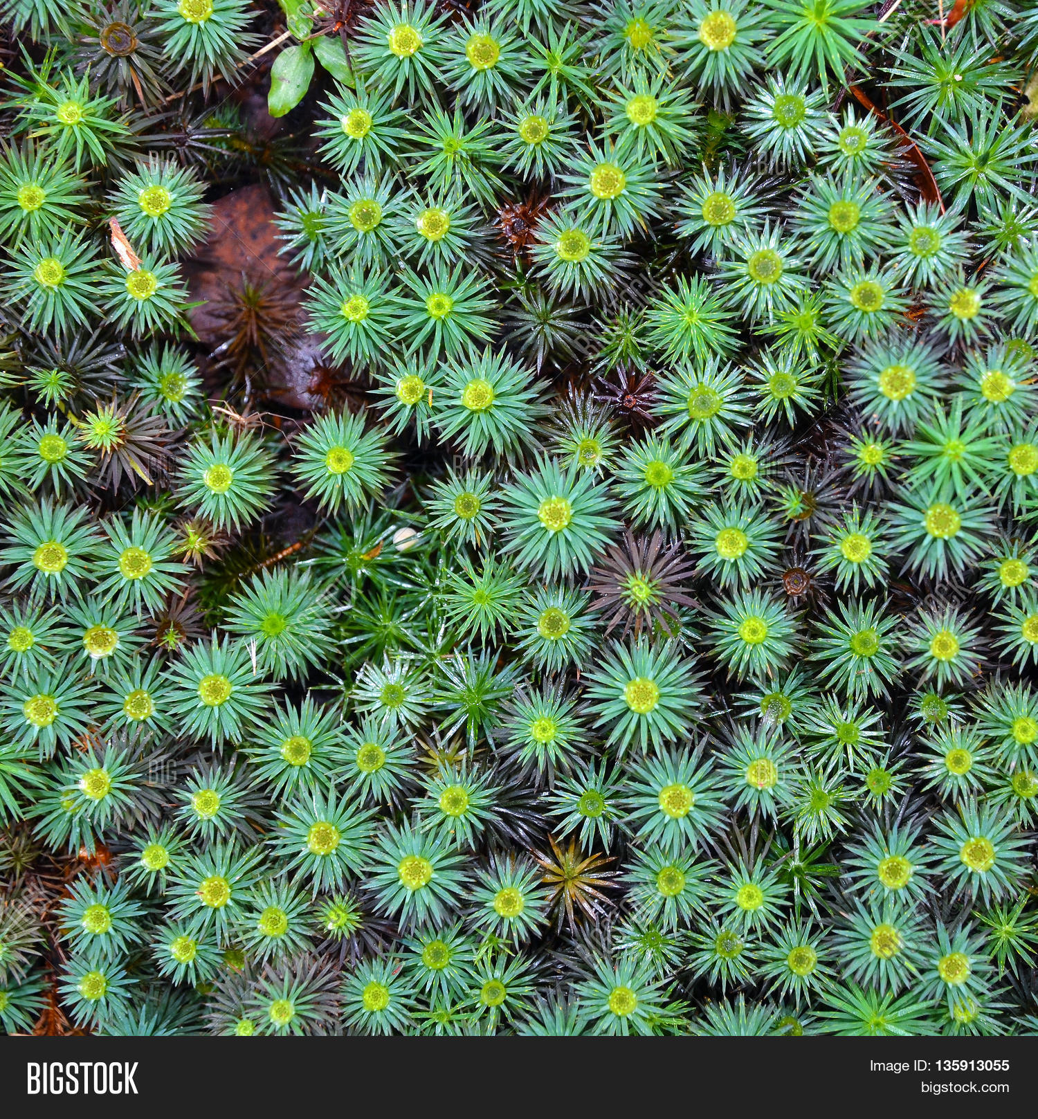 Giant Moss, Dawsonia Image & Photo (Free Trial) | Bigstock