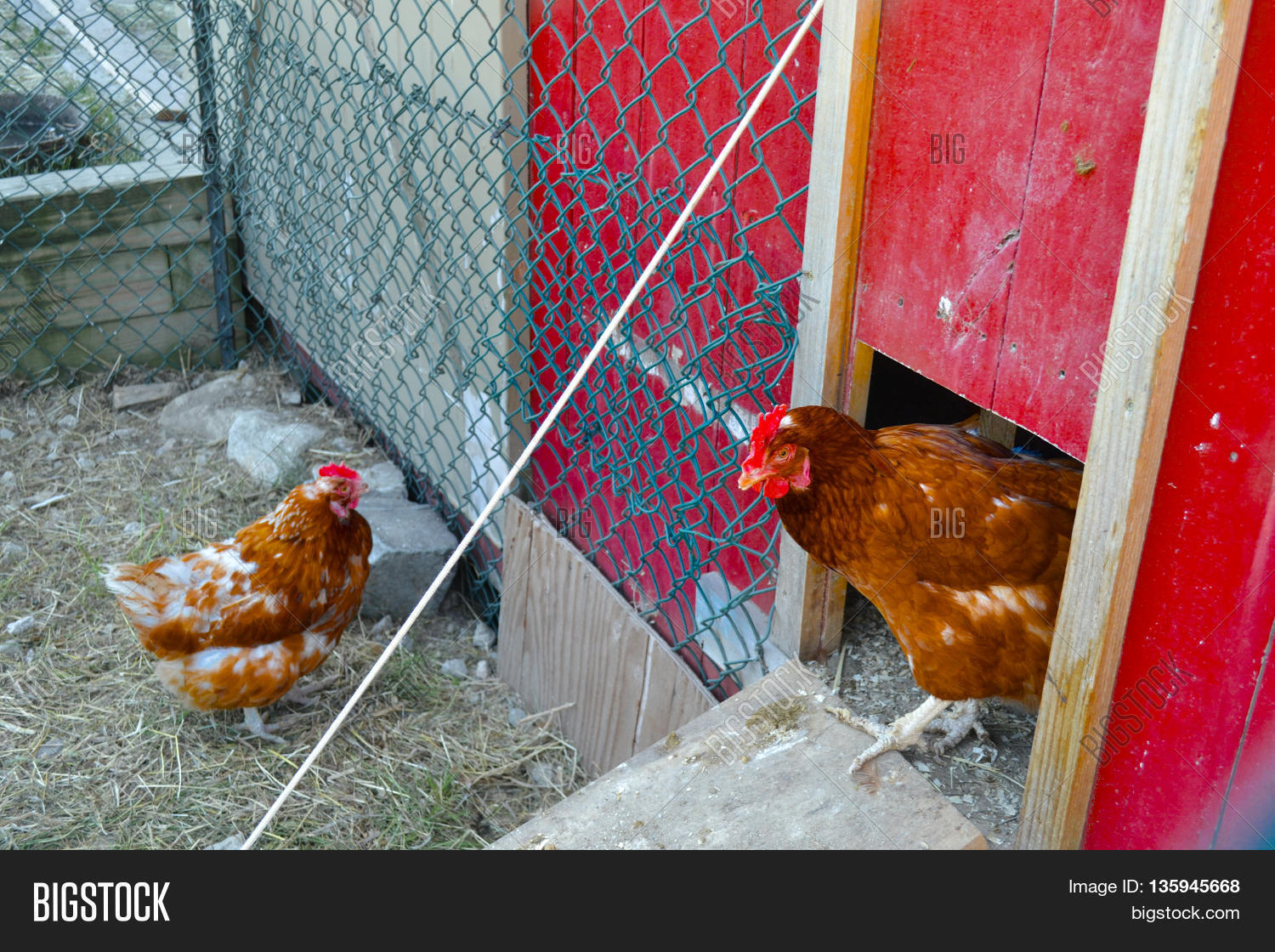 Chickens Coming Out Image & Photo (Free Trial) | Bigstock