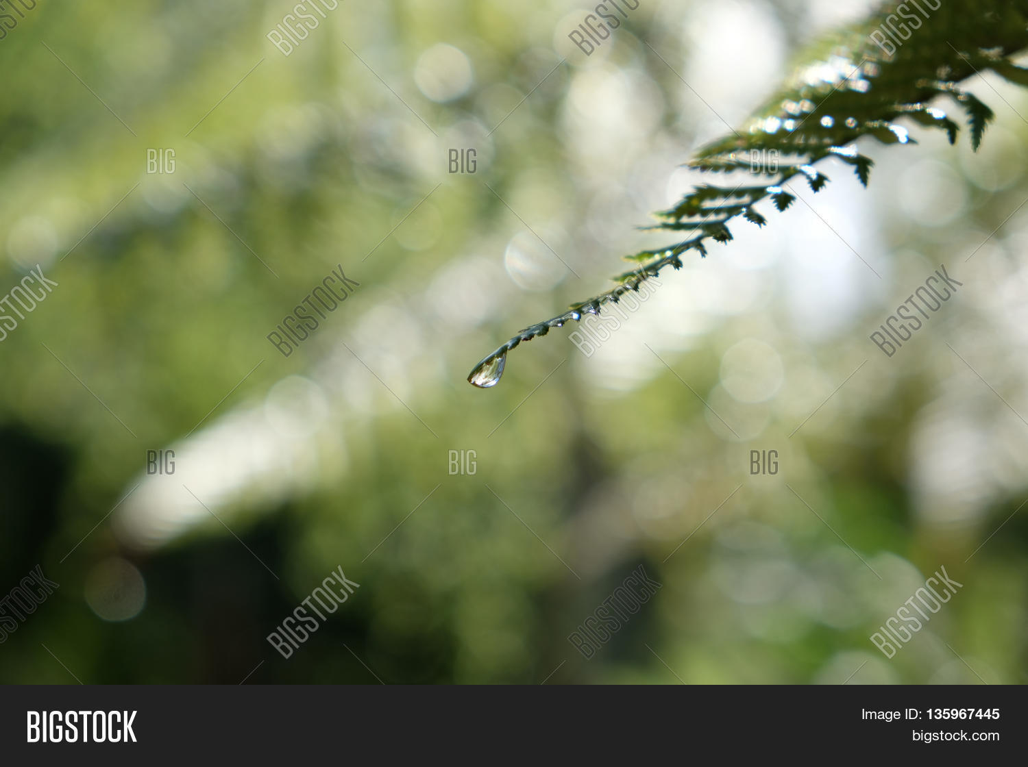 Single Fern Frond Rain Image & Photo (Free Trial) | Bigstock
