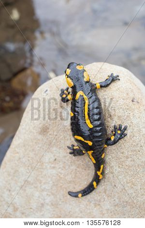 Beautiful Salamander Image & Photo (Free Trial) | Bigstock