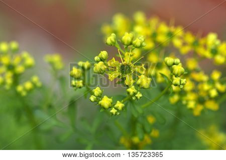 Flower Common Rue Image & Photo (Free Trial) | Bigstock
