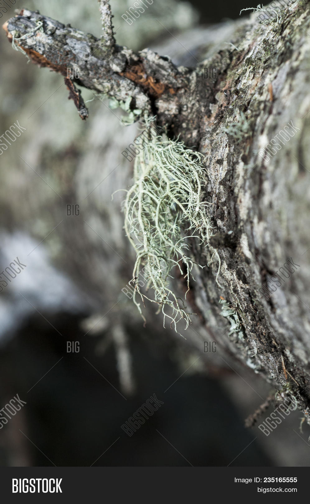 Tree Covered Leafy Image & Photo (Free Trial) | Bigstock