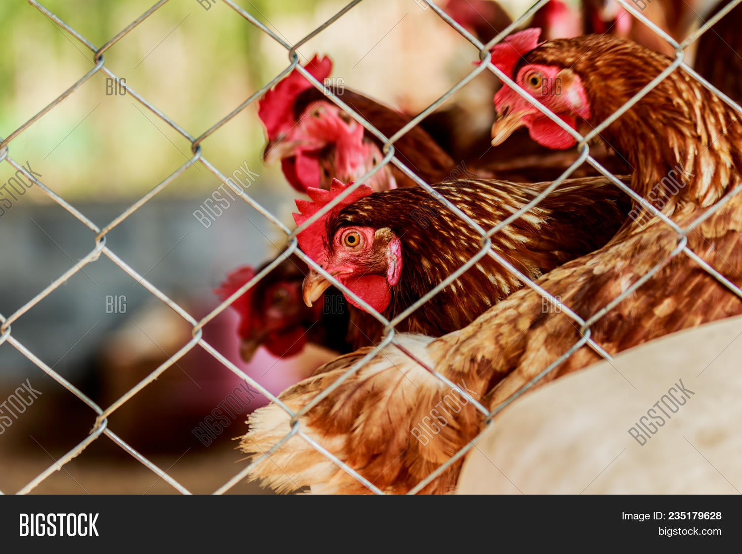 Chickens Hens Inside Image & Photo (Free Trial) | Bigstock