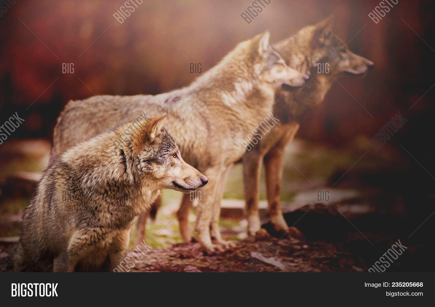 Pack Wolf Autumn Image & Photo (Free Trial) | Bigstock