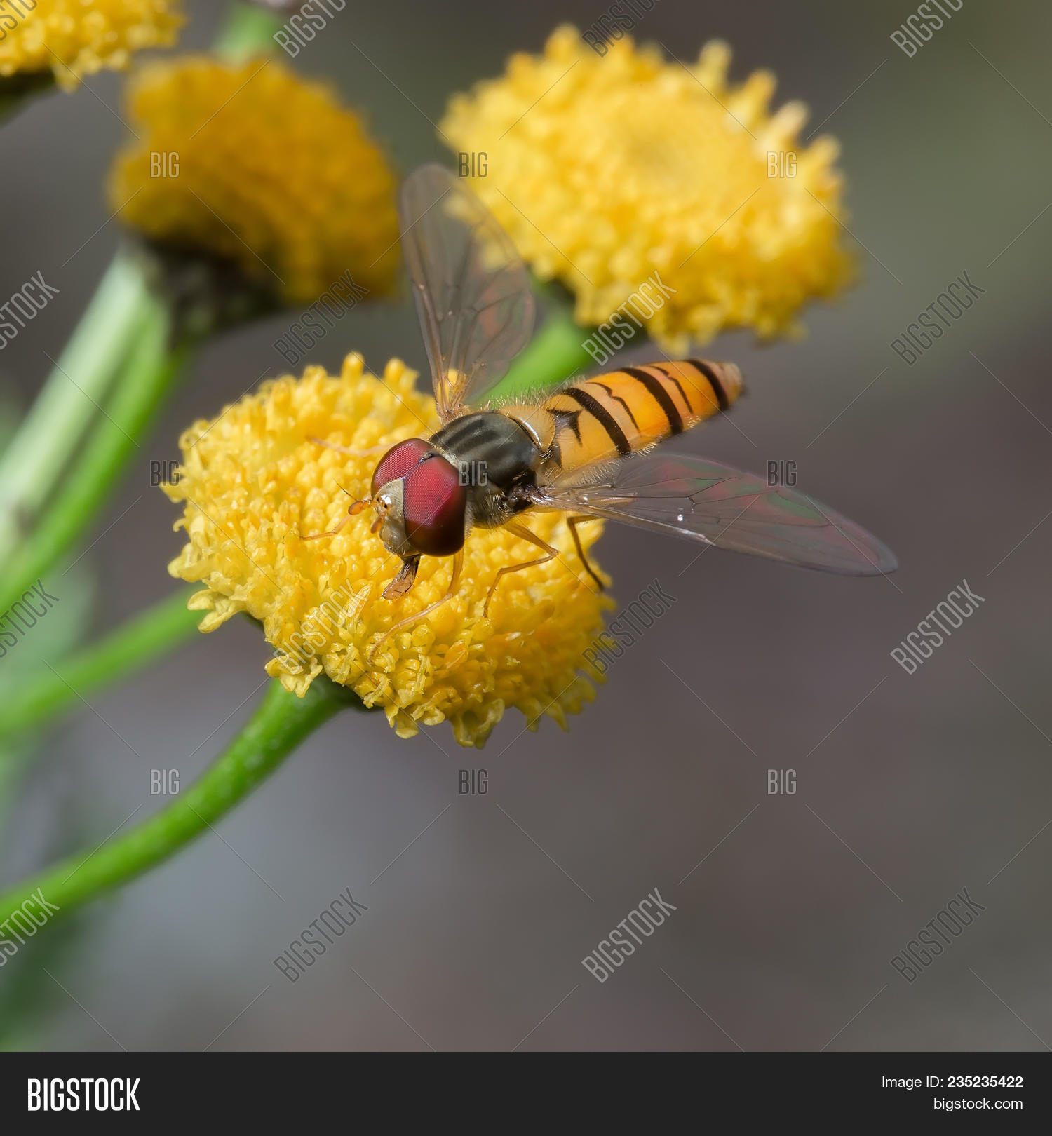 Fly Syrphidae Sits On Image & Photo (Free Trial) | Bigstock