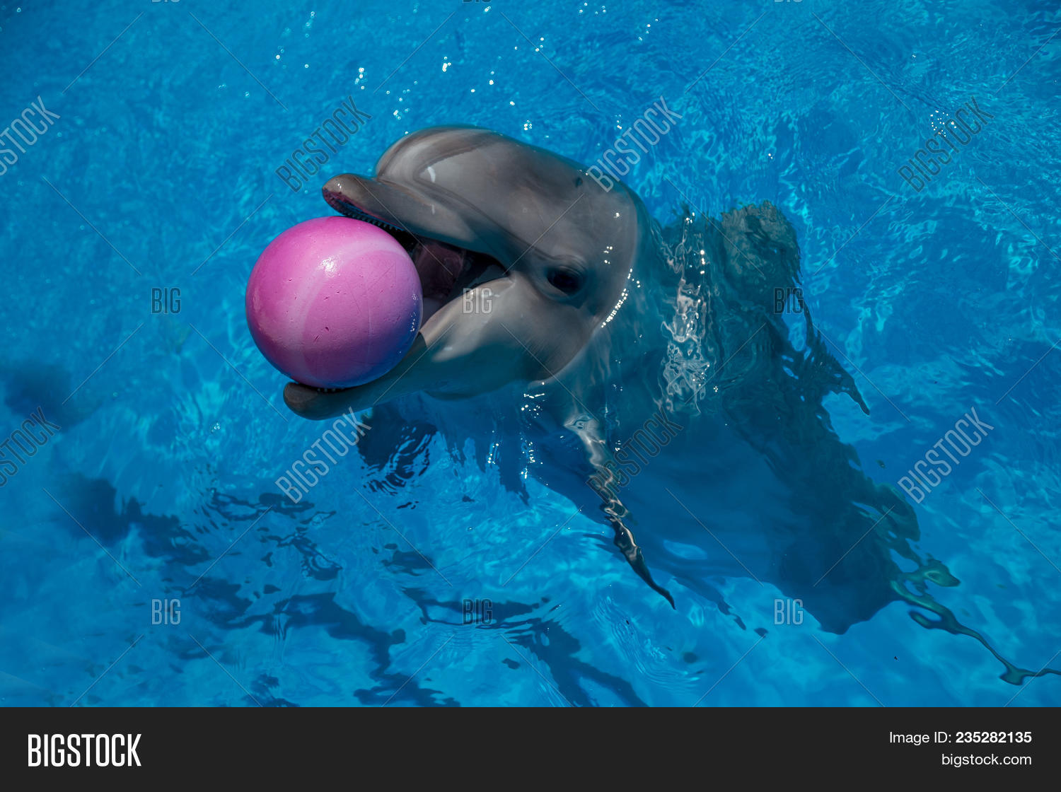 Dolphin Close Portrait Image & Photo (Free Trial) | Bigstock