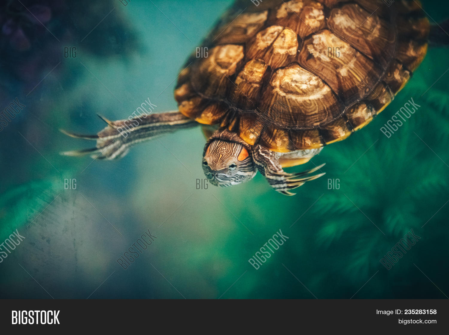 Red Eared Terrapin - Image & Photo (Free Trial) | Bigstock