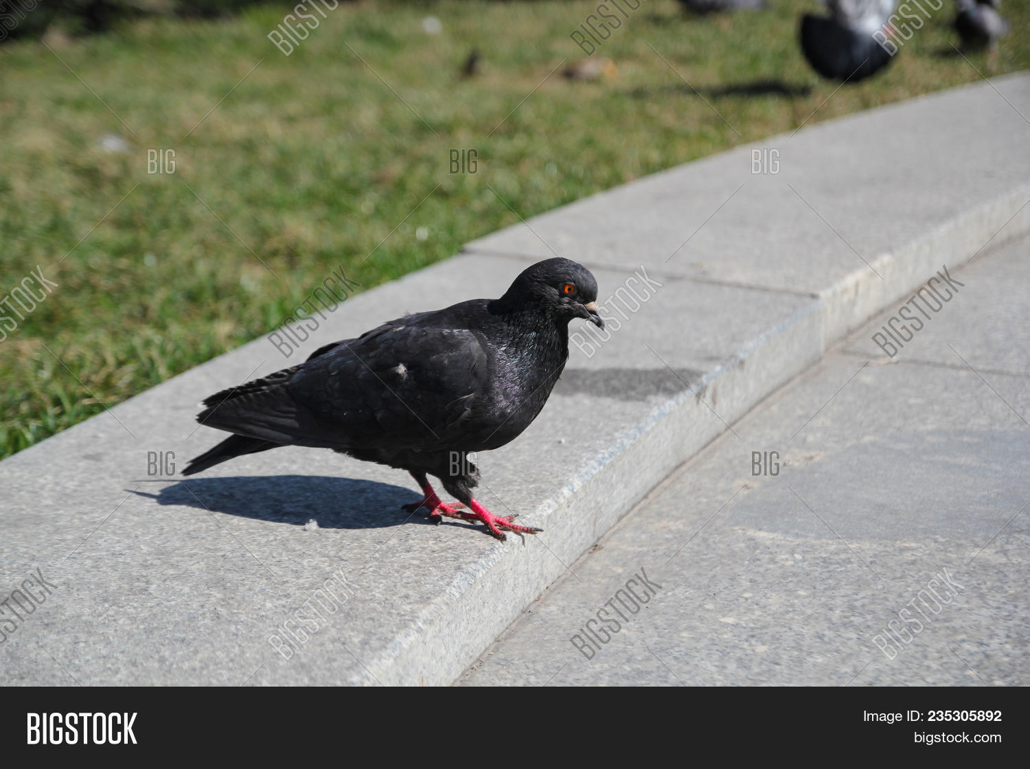 Fluffy Ruffled Sick Image & Photo (Free Trial) | Bigstock