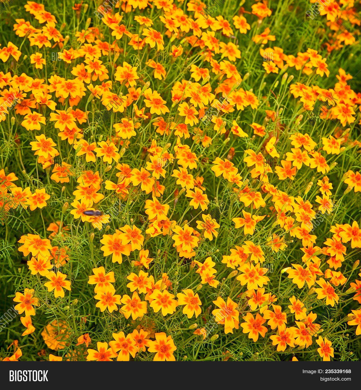 Growing Tagetes Image & Photo (Free Trial) | Bigstock