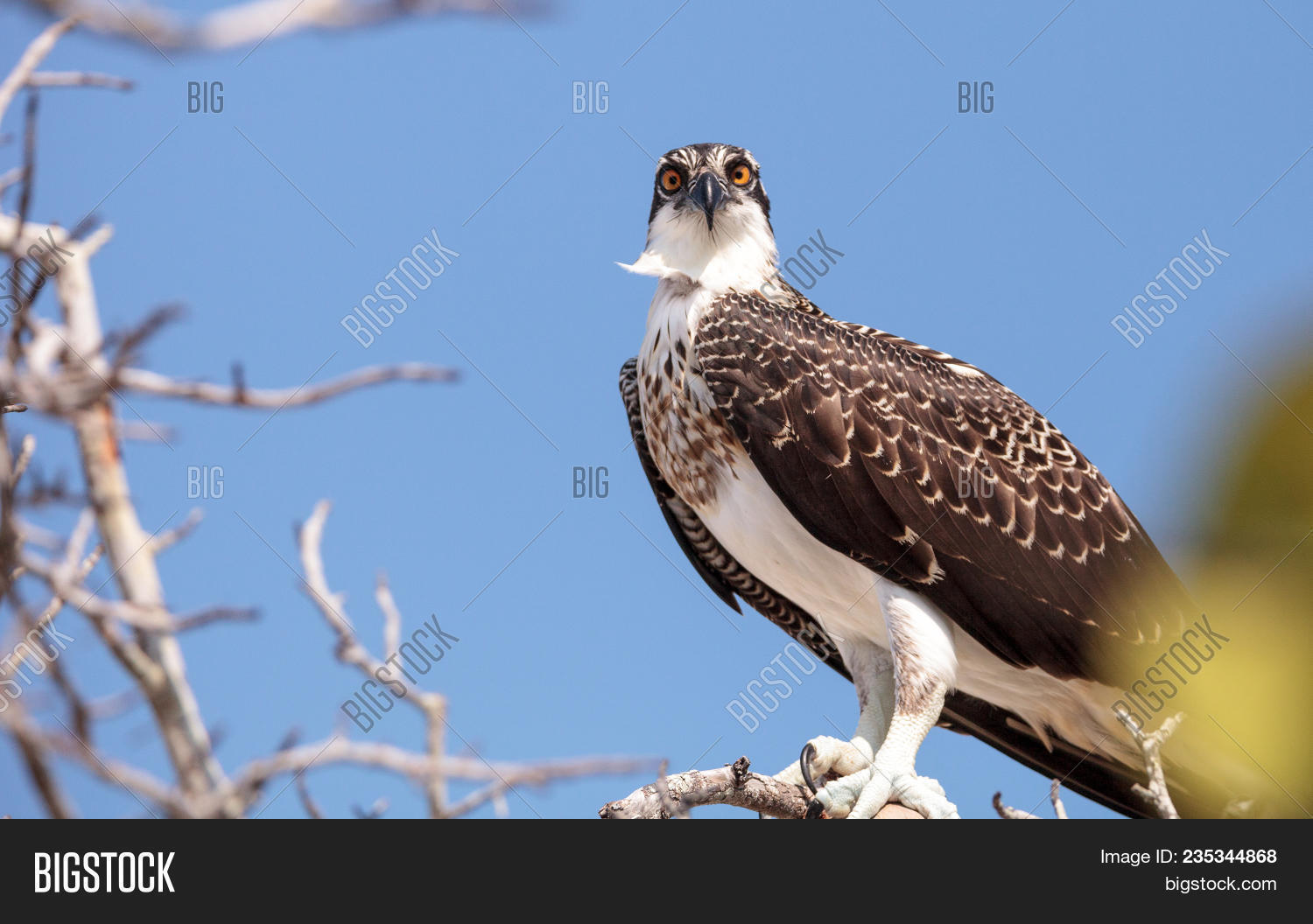 Osprey Bird Prey Image & Photo (Free Trial) | Bigstock