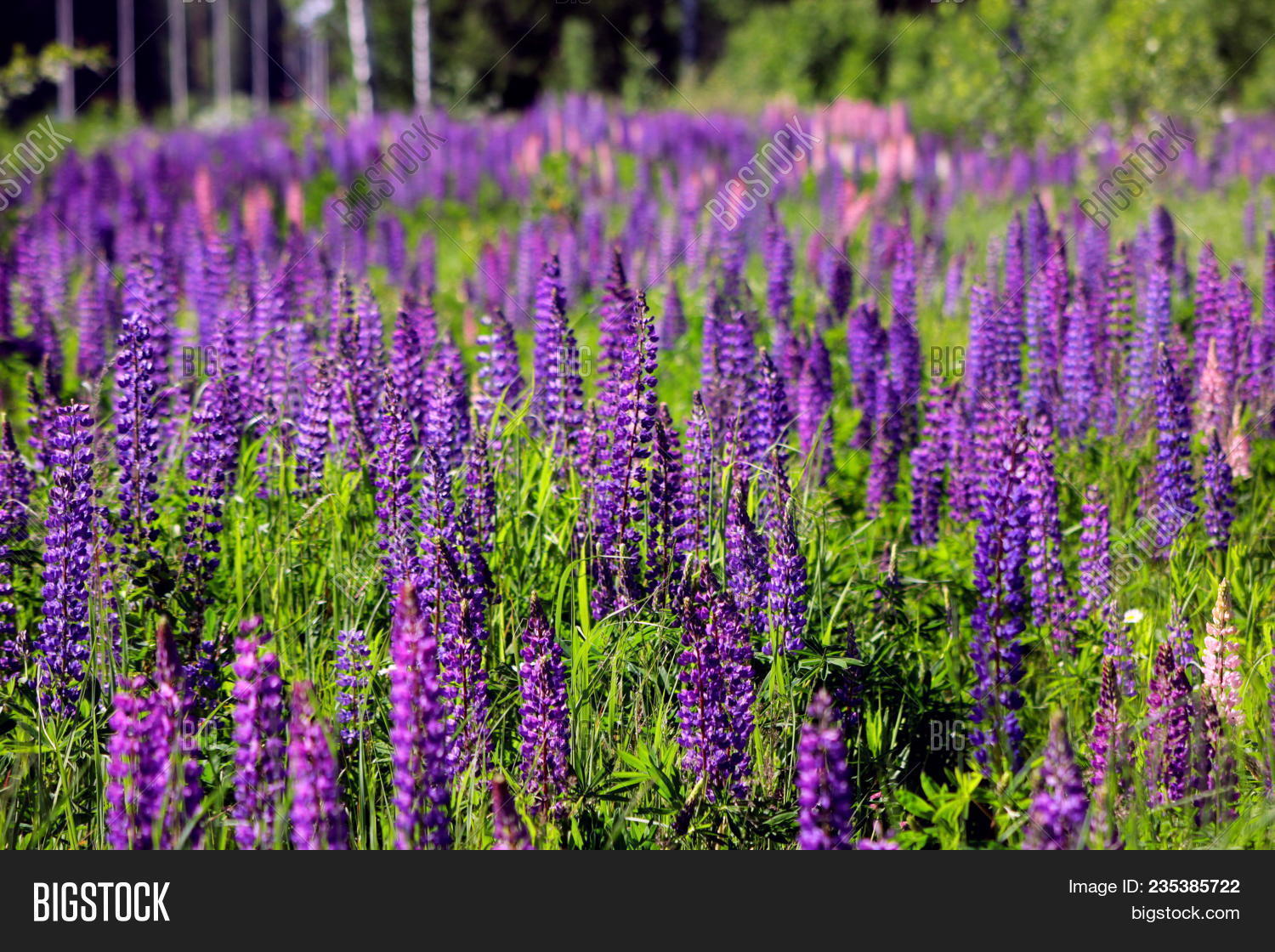 Lupine Flowers Landscape