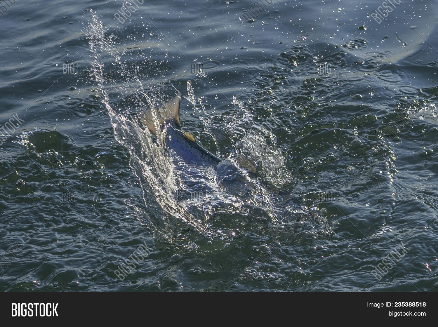 Fishtail Splashing Image & Photo (Free Trial) | Bigstock