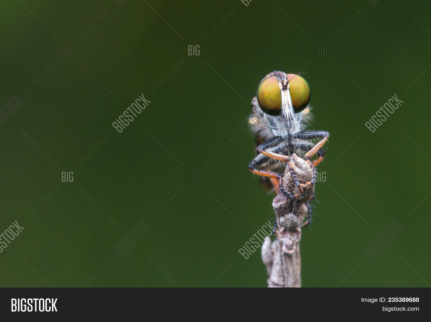 Close Robber Fly Prey Image & Photo (Free Trial) | Bigstock