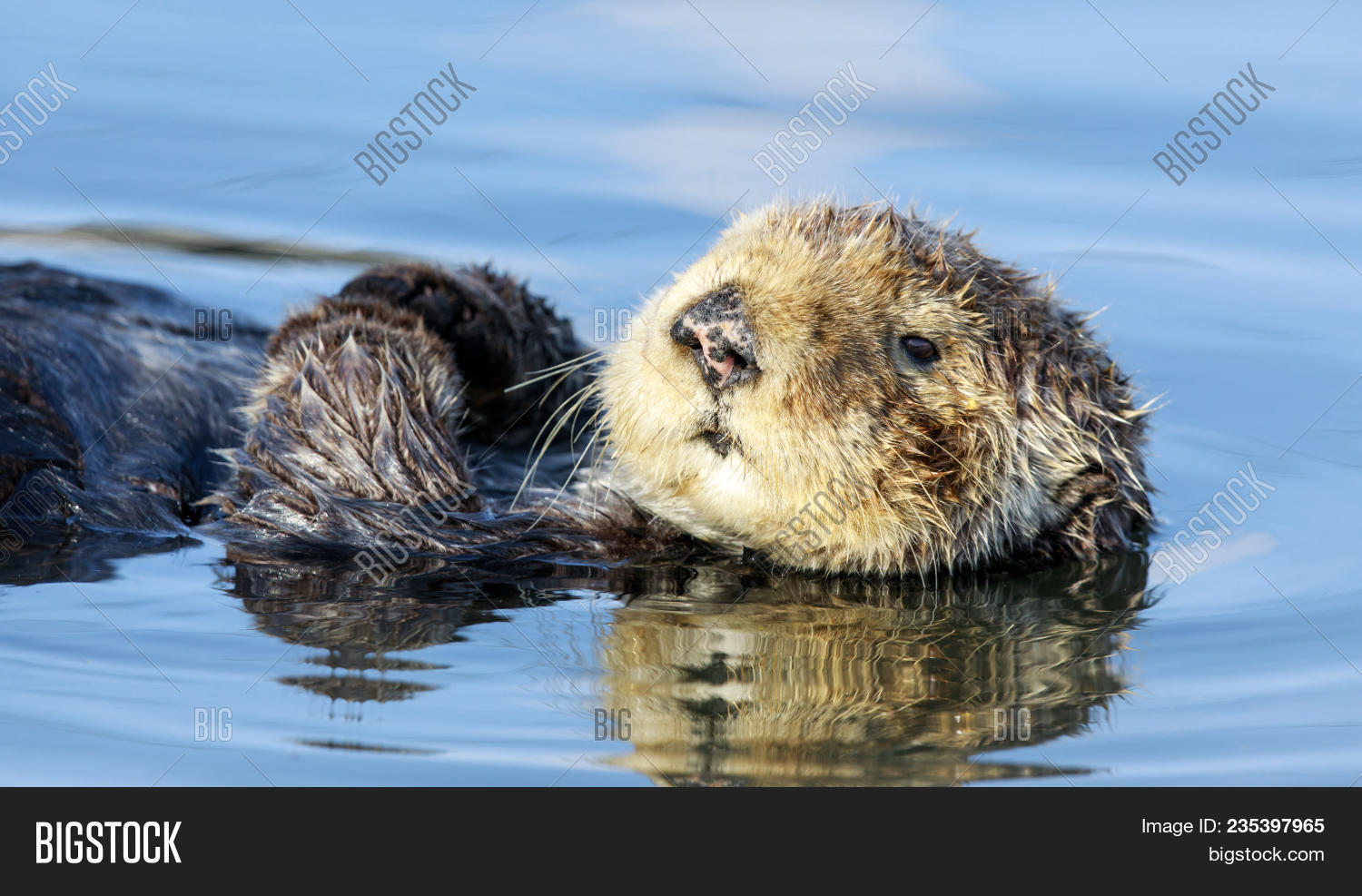 Curious Sea Otter ( Image & Photo (Free Trial) | Bigstock