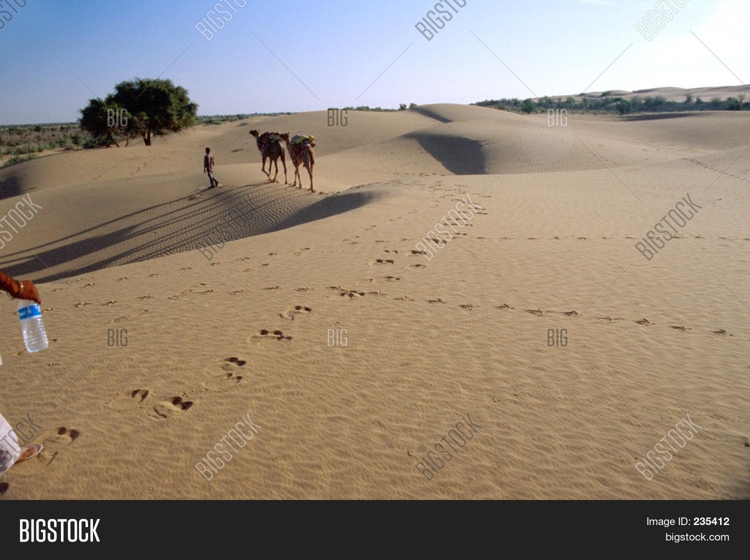 Camel Footprint Image & Photo (Free Trial) | Bigstock