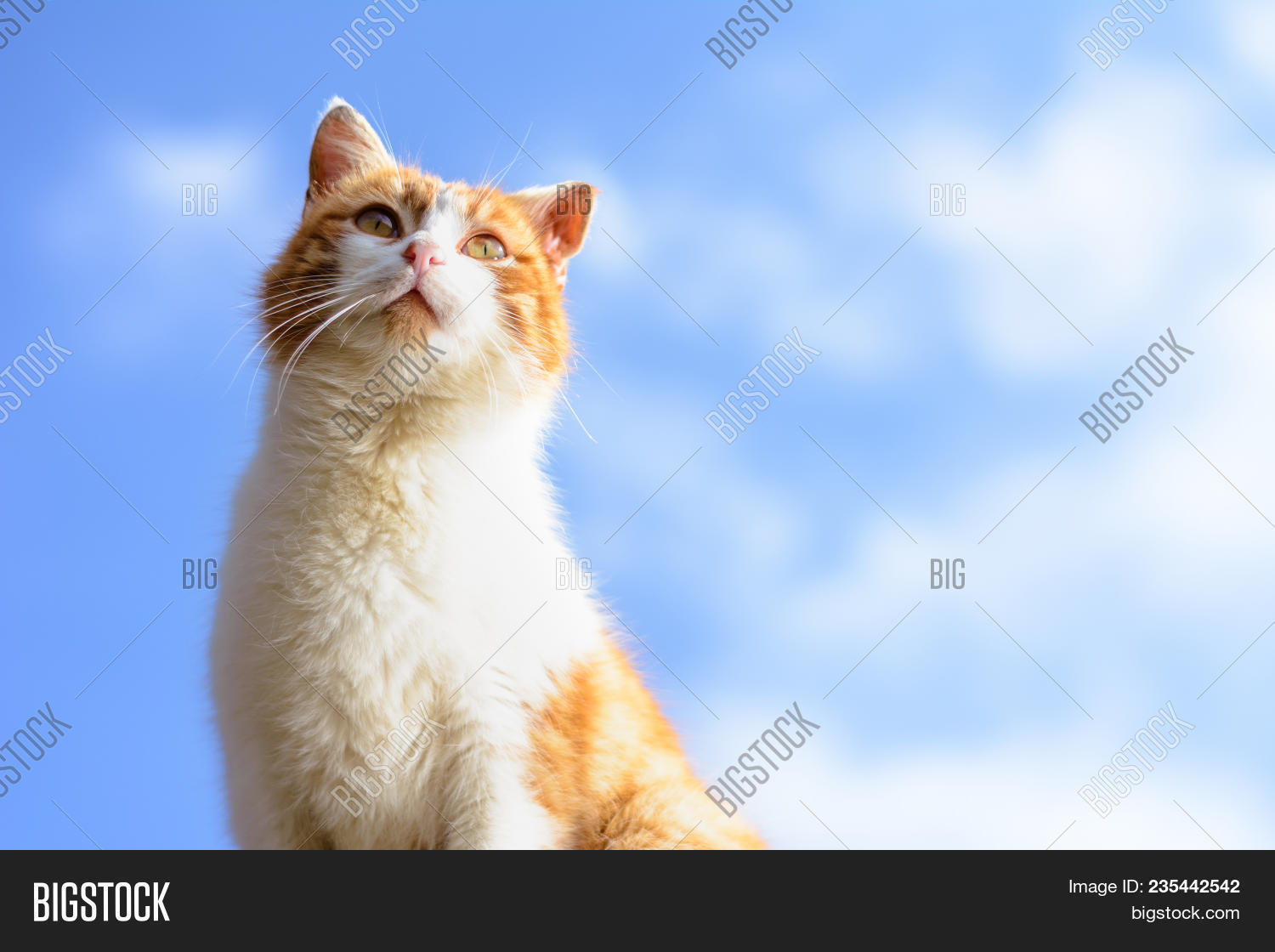 Magnificent Red Cat Image & Photo (Free Trial) | Bigstock