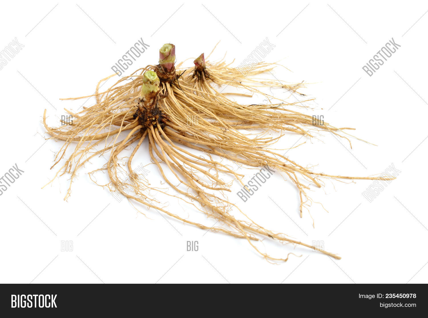 Valeriana Root Image & Photo (Free Trial) | Bigstock