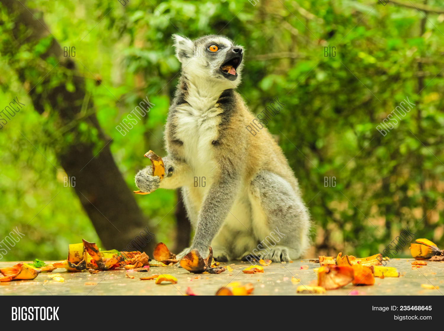 Ringtail Lemur Image & Photo (Free Trial) | Bigstock
