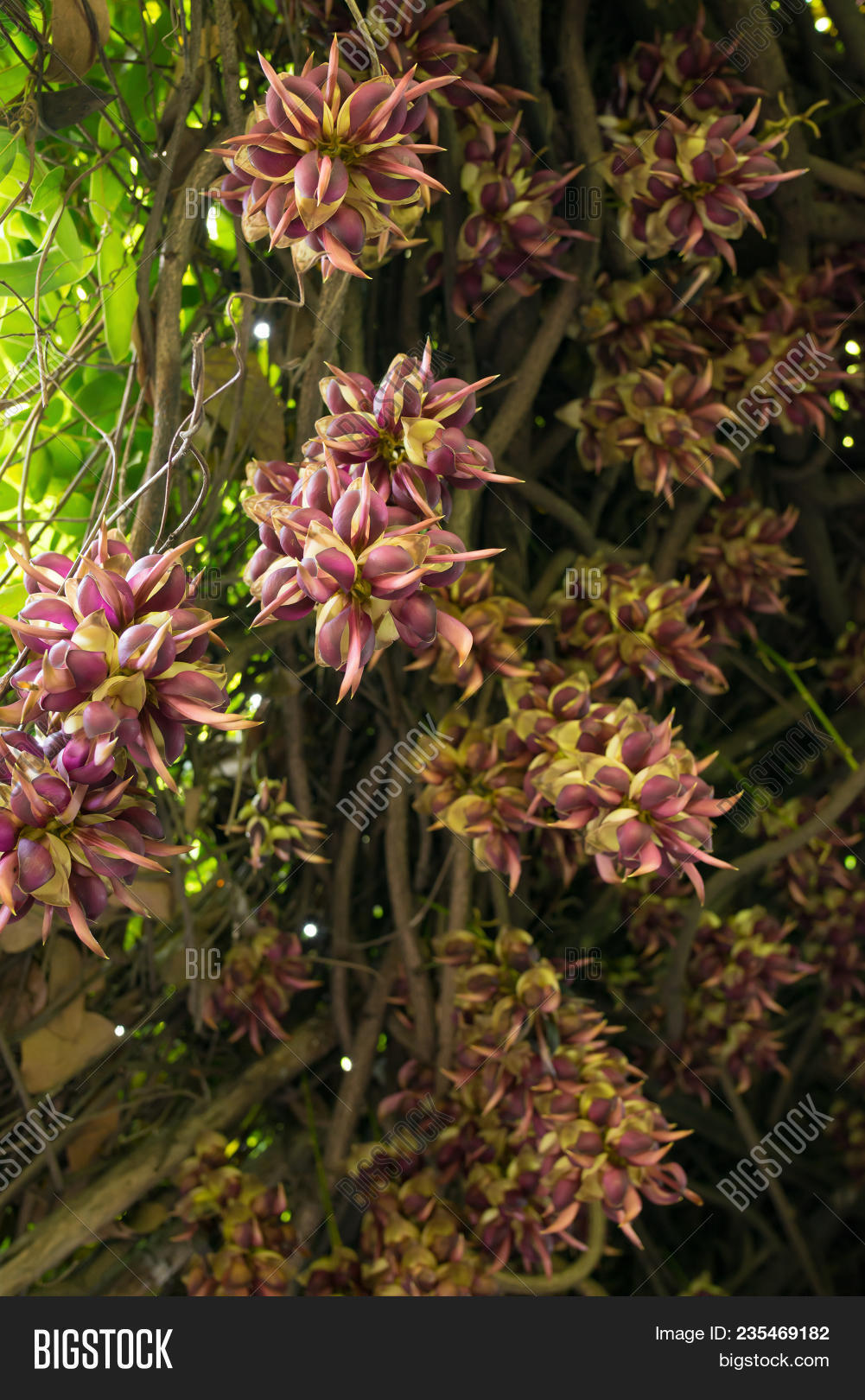 Blooming Mucuna Image & Photo (Free Trial) | Bigstock