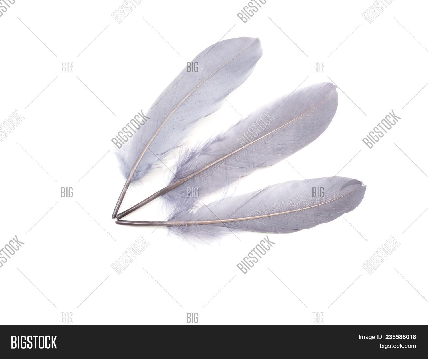 Grey Feathers Isolated Image & Photo (Free Trial) | Bigstock
