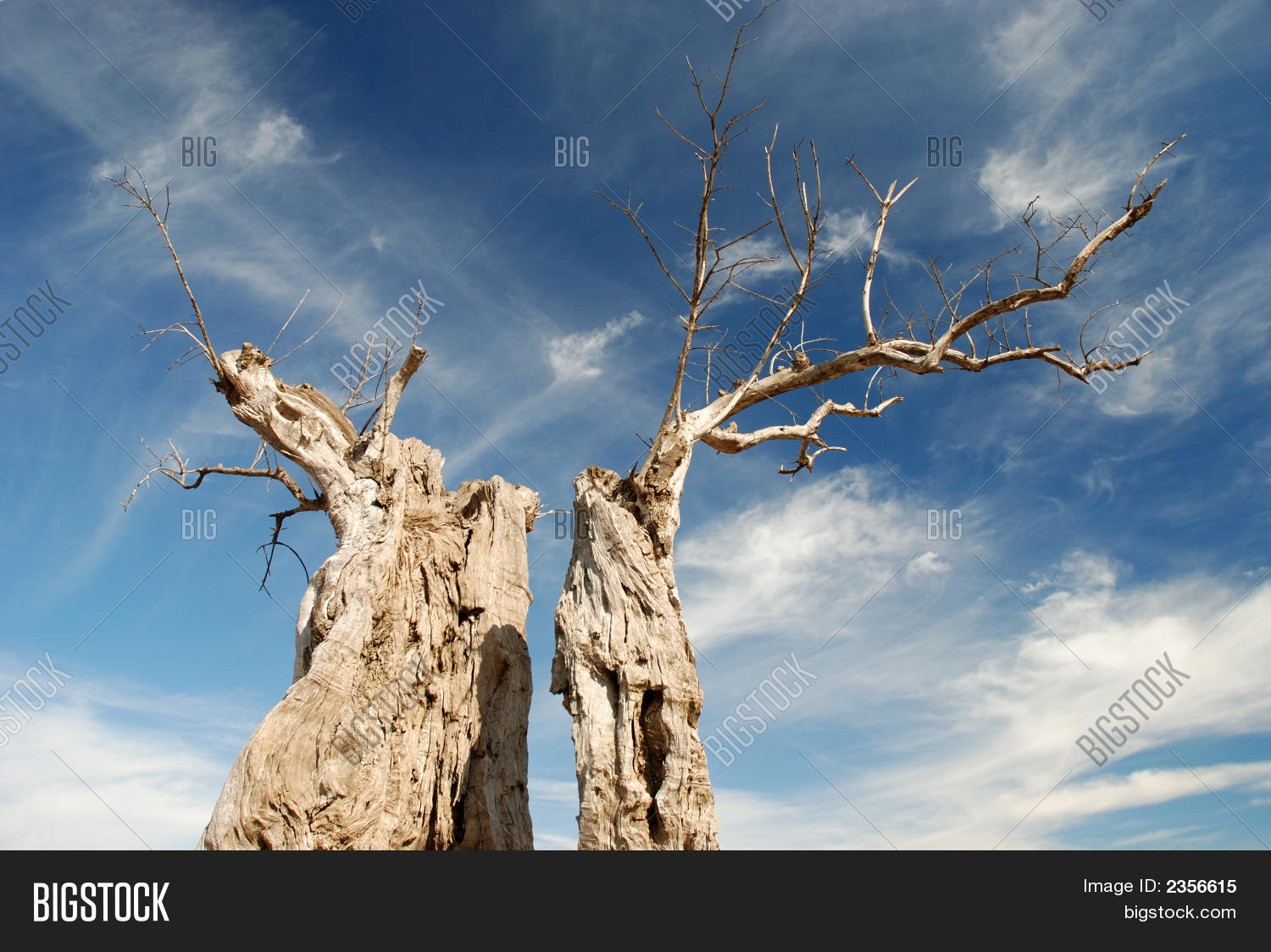 Parched Tree Against Image & Photo (Free Trial) | Bigstock