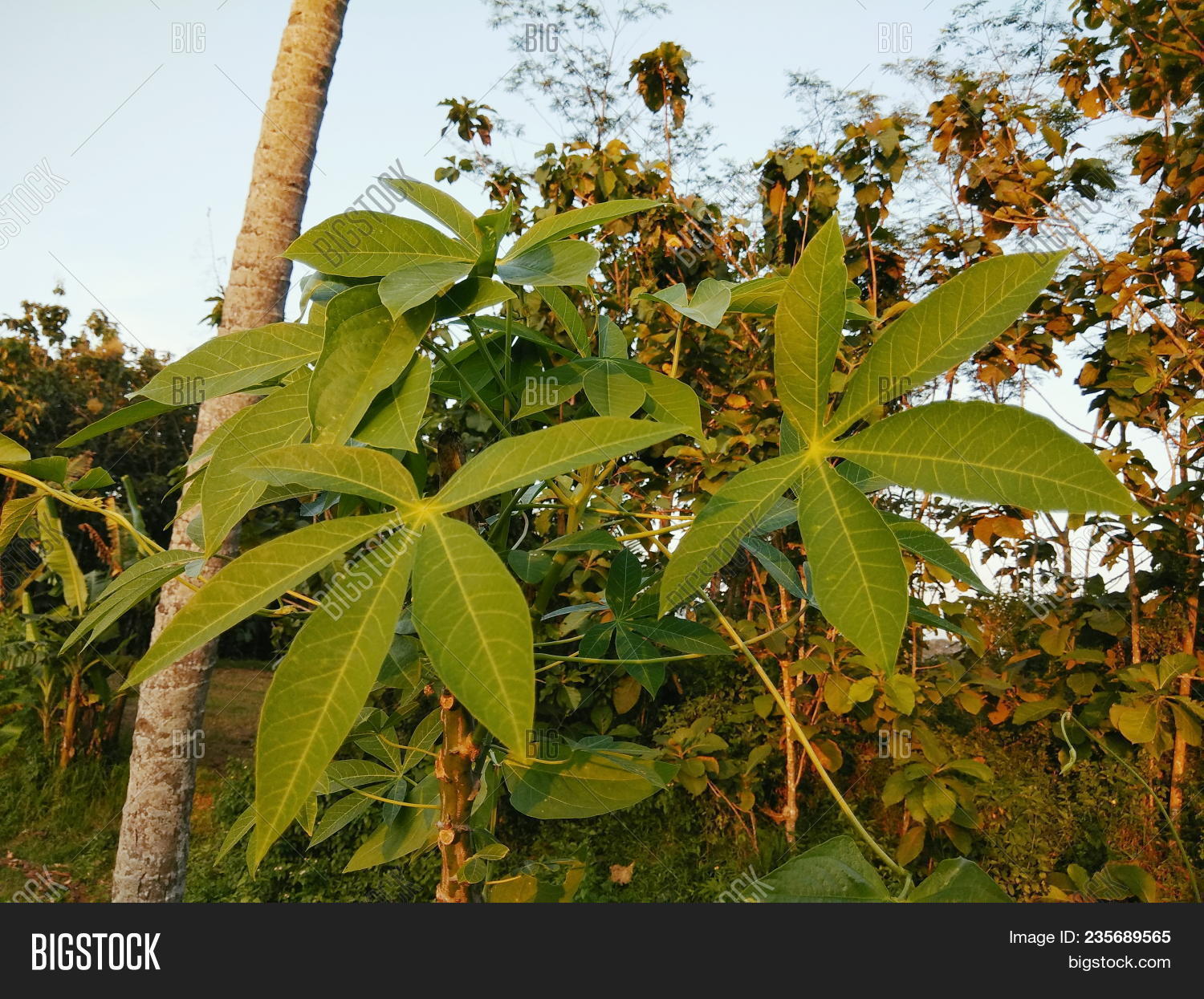 Beautiful Cassava Leaf Image And Photo Free Trial Bigstock