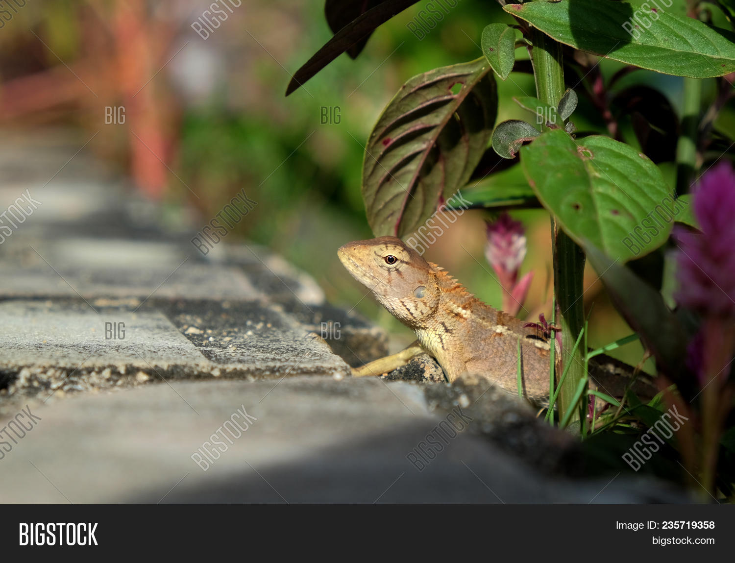 House Lizard Little Image & Photo (Free Trial) | Bigstock