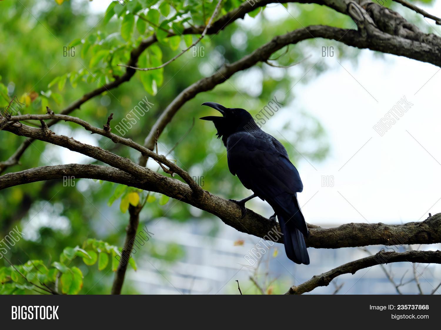 Black Raven Sitting On Image & Photo (Free Trial) | Bigstock