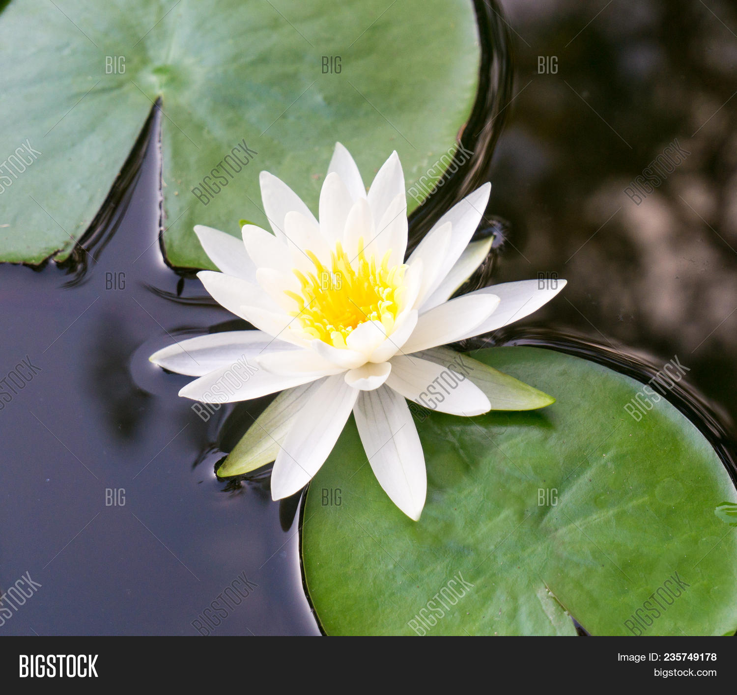 Close View White Lotus Image & Photo (Free Trial) | Bigstock