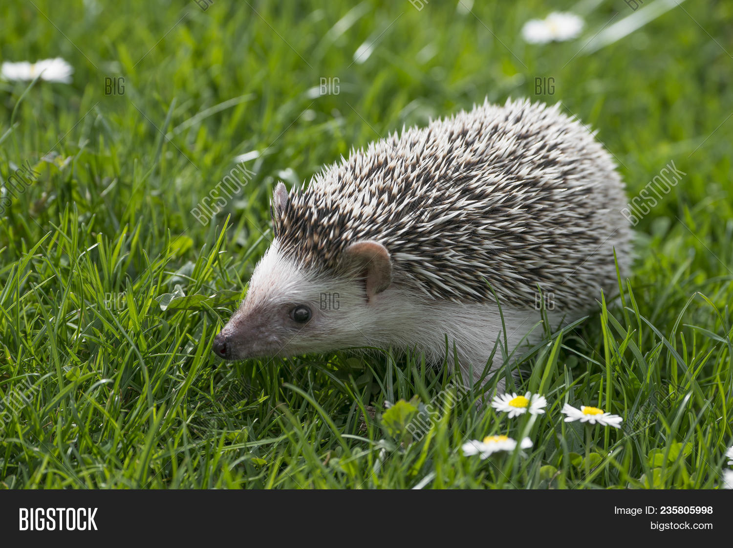 Four-toed Hedgehog ( Image & Photo (Free Trial) | Bigstock
