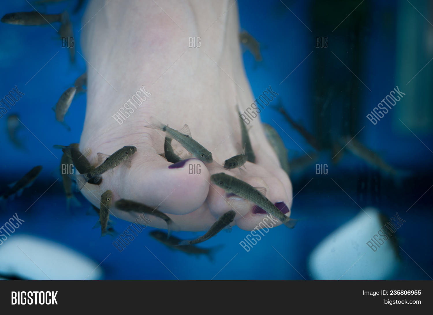Fish Spa Pedicure Foot Image & Photo (Free Trial) | Bigstock