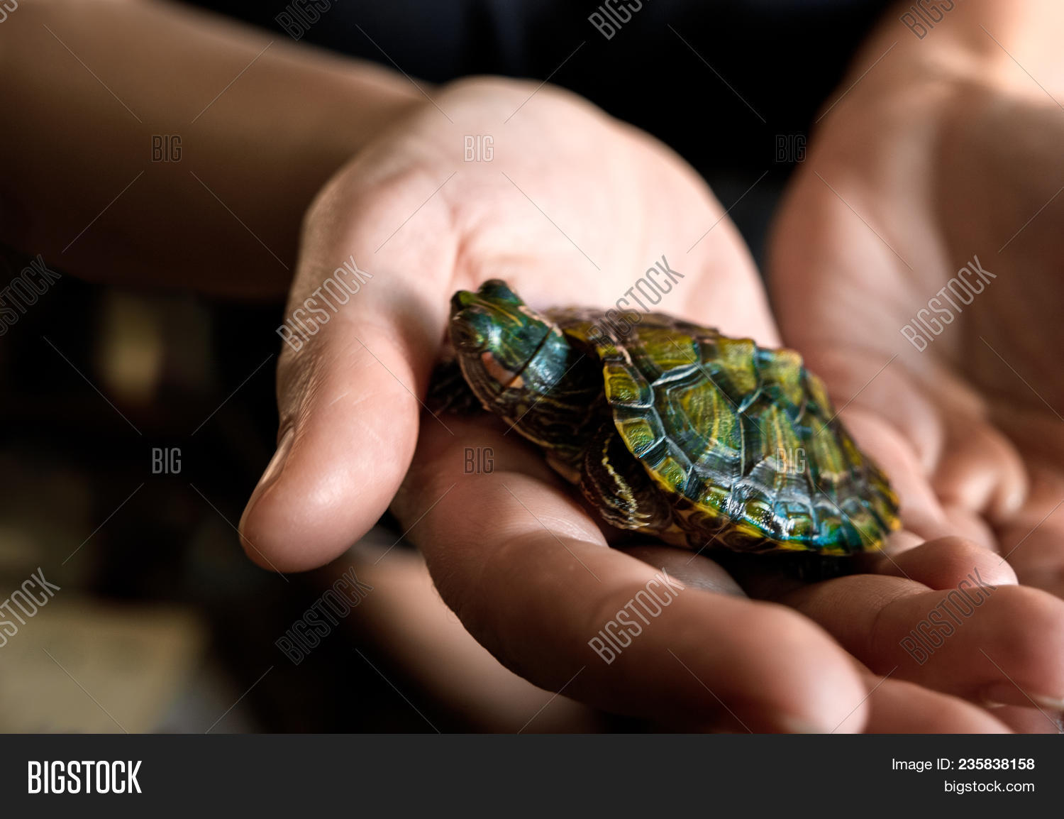 Woman Hold Turtlet Her Image & Photo (Free Trial) | Bigstock