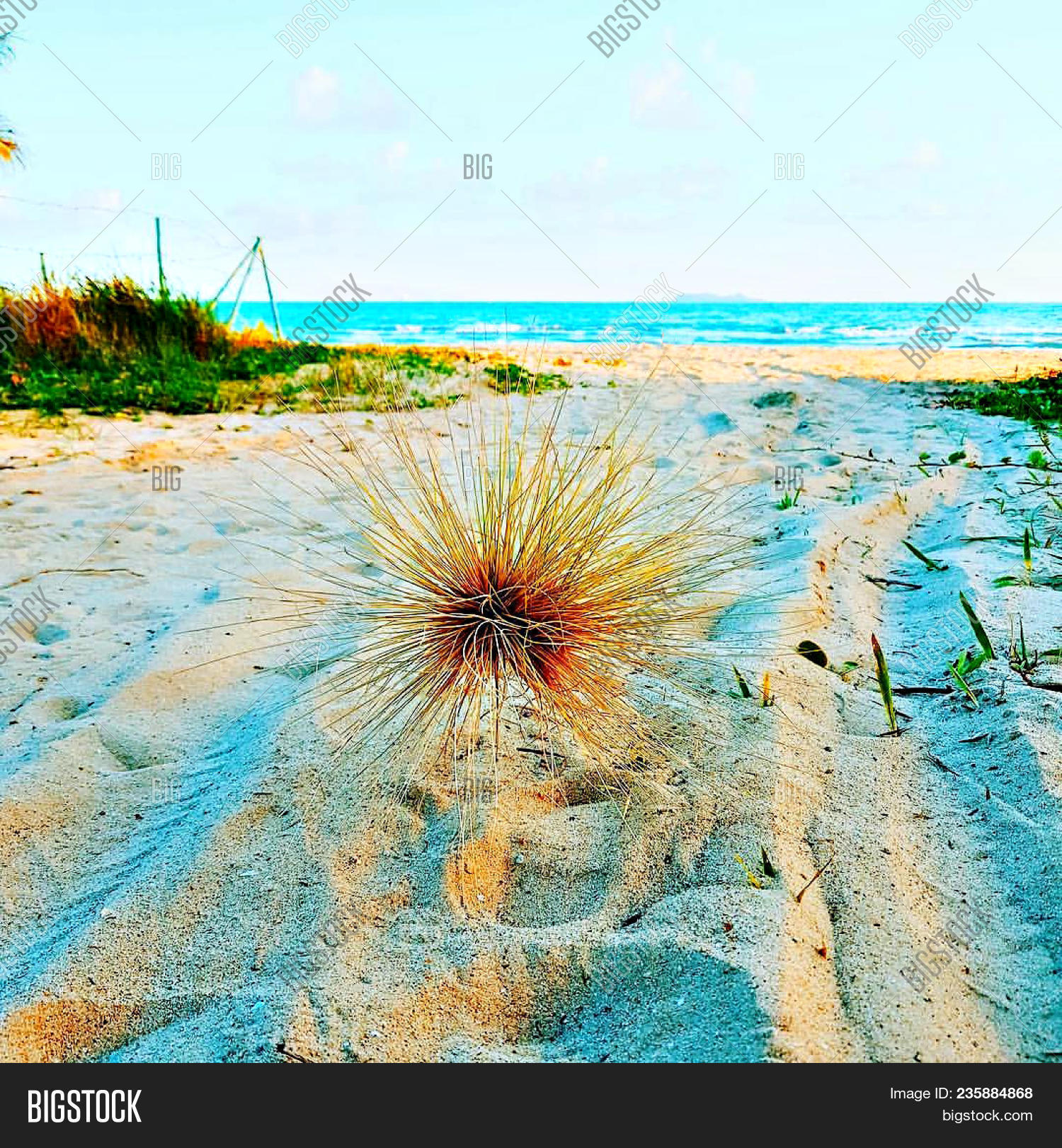 Sea Prickle On Sand, Image & Photo (Free Trial) | Bigstock