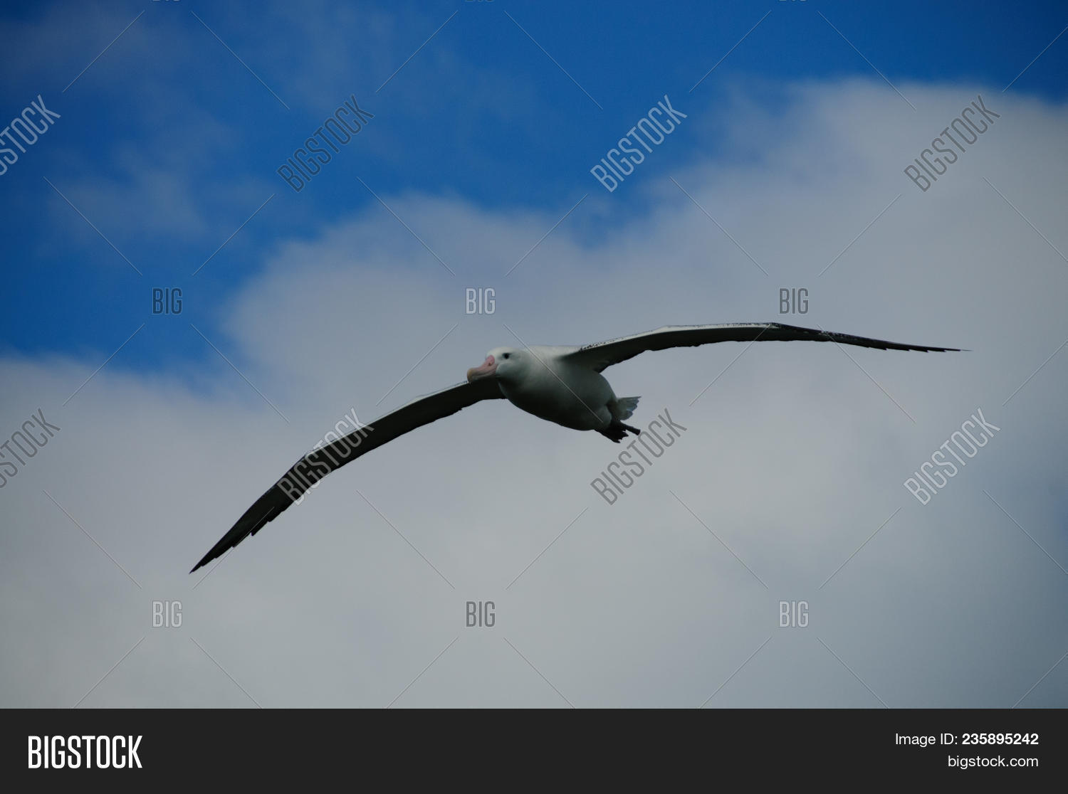 Wandering Albatross Image & Photo (Free Trial) | Bigstock