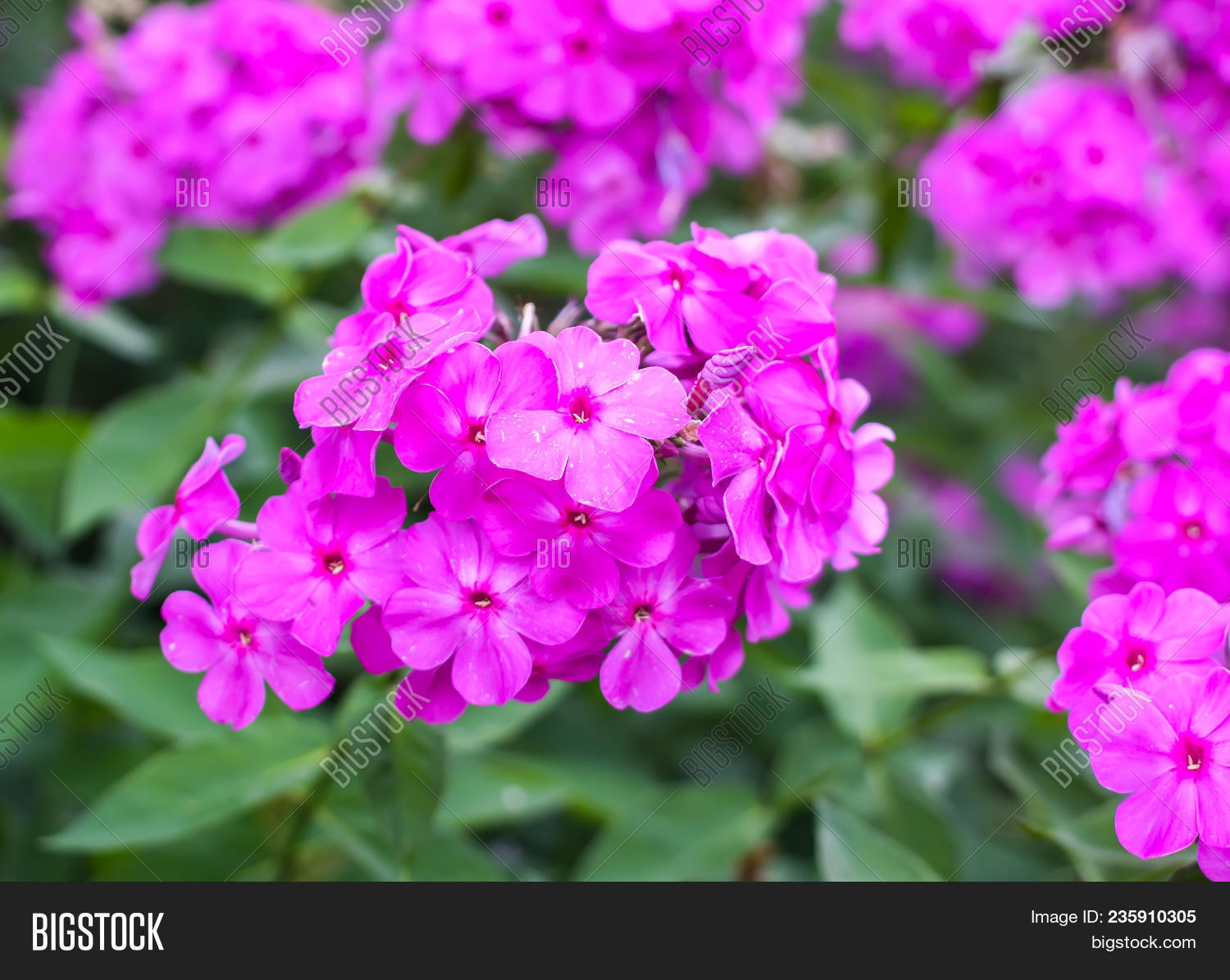 Pink Flowers Phlox Image & Photo (Free Trial) | Bigstock