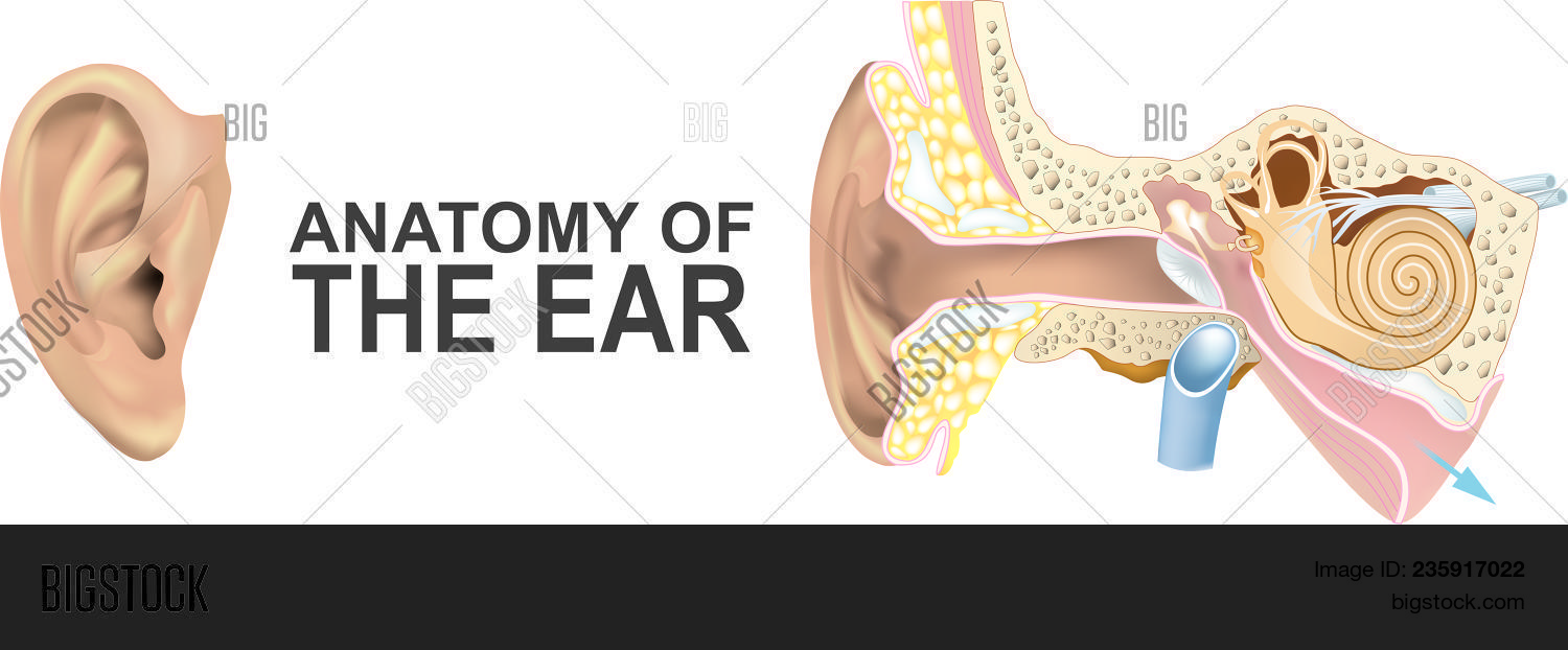 Anatomy Ear. Vector & Photo (Free Trial) | Bigstock