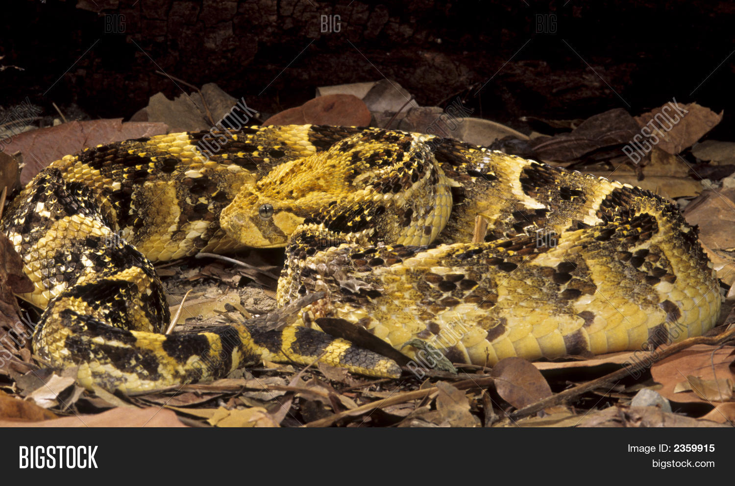 Snake-Puff Adder Image & Photo (Free Trial) | Bigstock