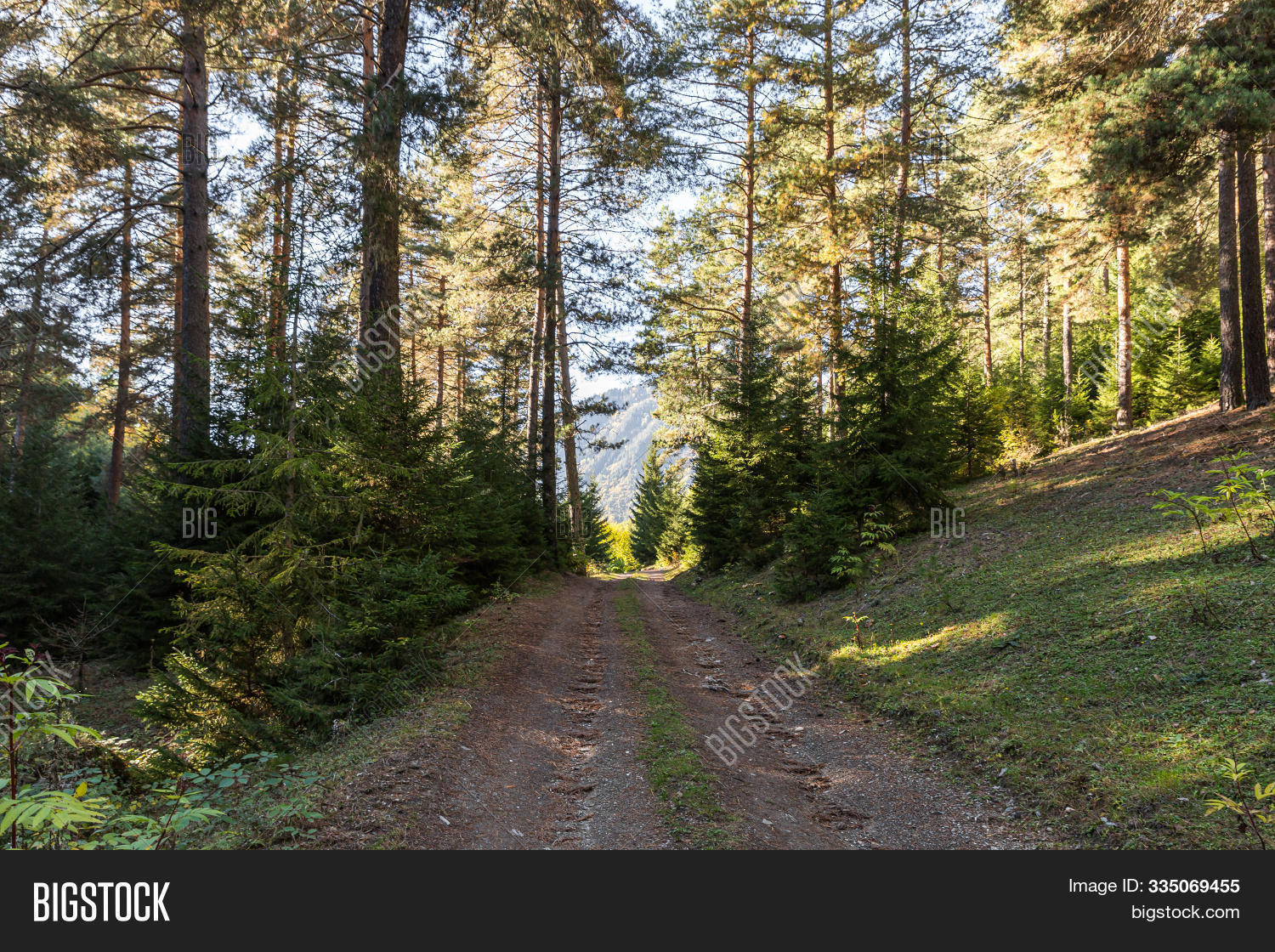 Forest Path Coniferous Image & Photo (Free Trial) | Bigstock