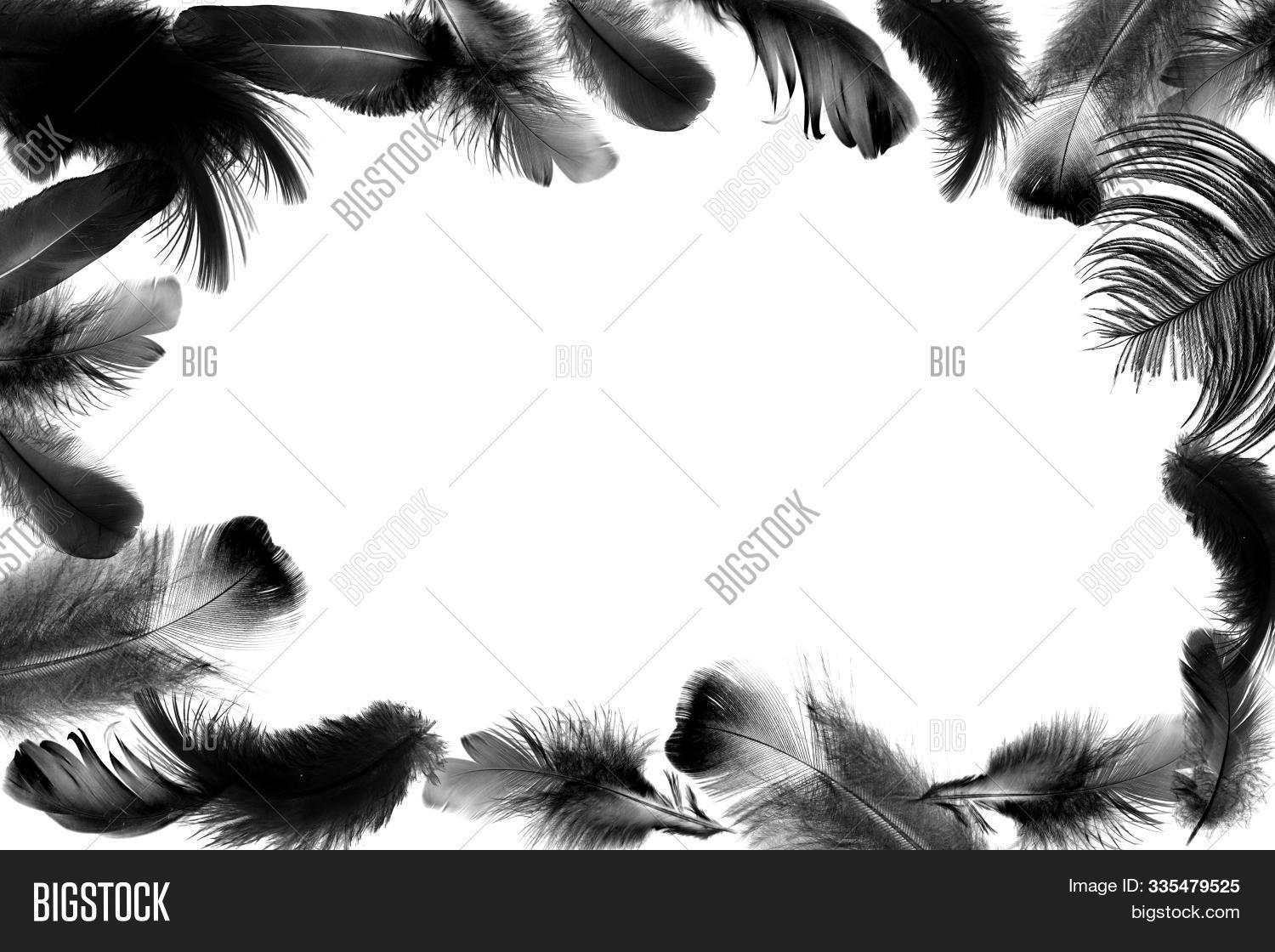 Frame Border Bird Image & Photo (Free Trial) | Bigstock
