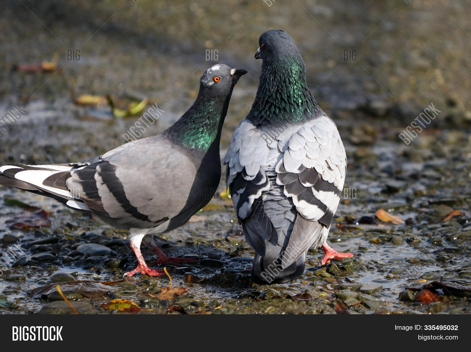 Female Pigeon Pecking Image & Photo (Free Trial) | Bigstock