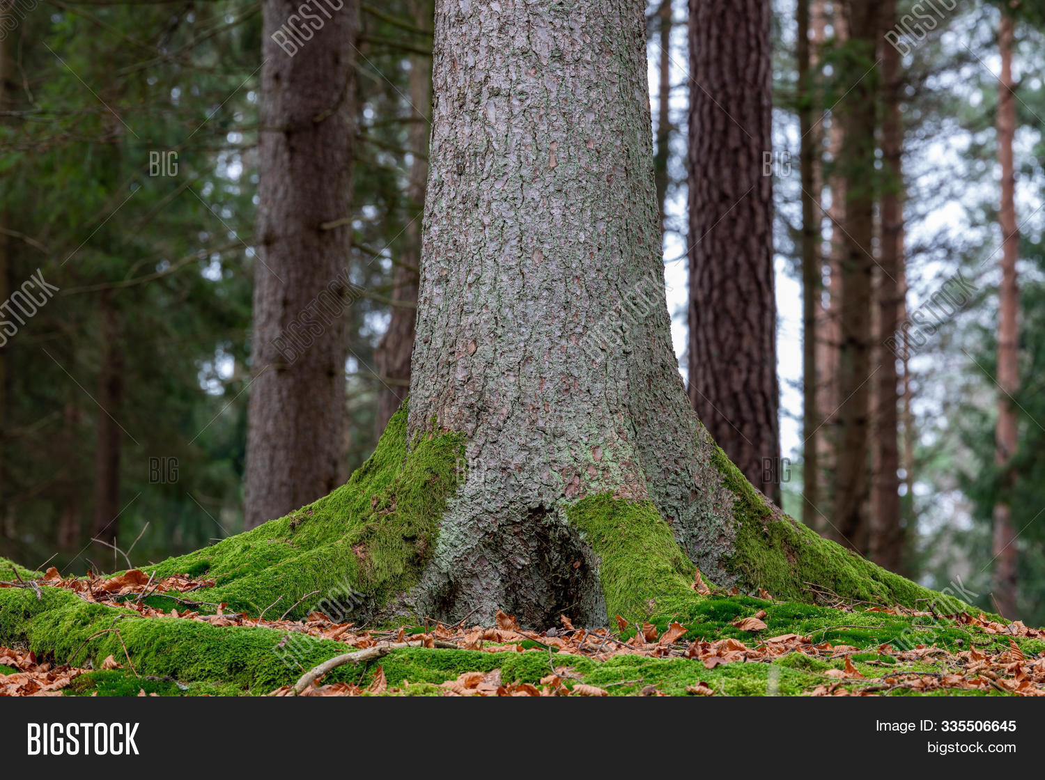 Trunk Large Spruce Image & Photo (Free Trial) | Bigstock
