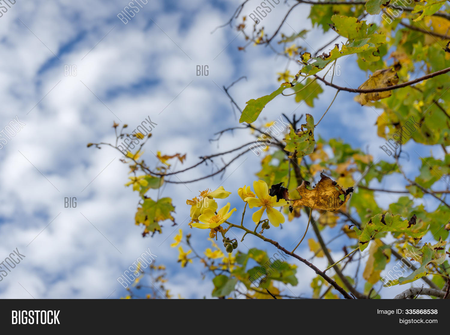 Australian Native Tree Image & Photo (Free Trial) | Bigstock