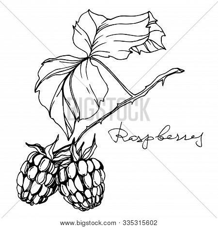 Vector Raspberry Vector & Photo (Free Trial) | Bigstock