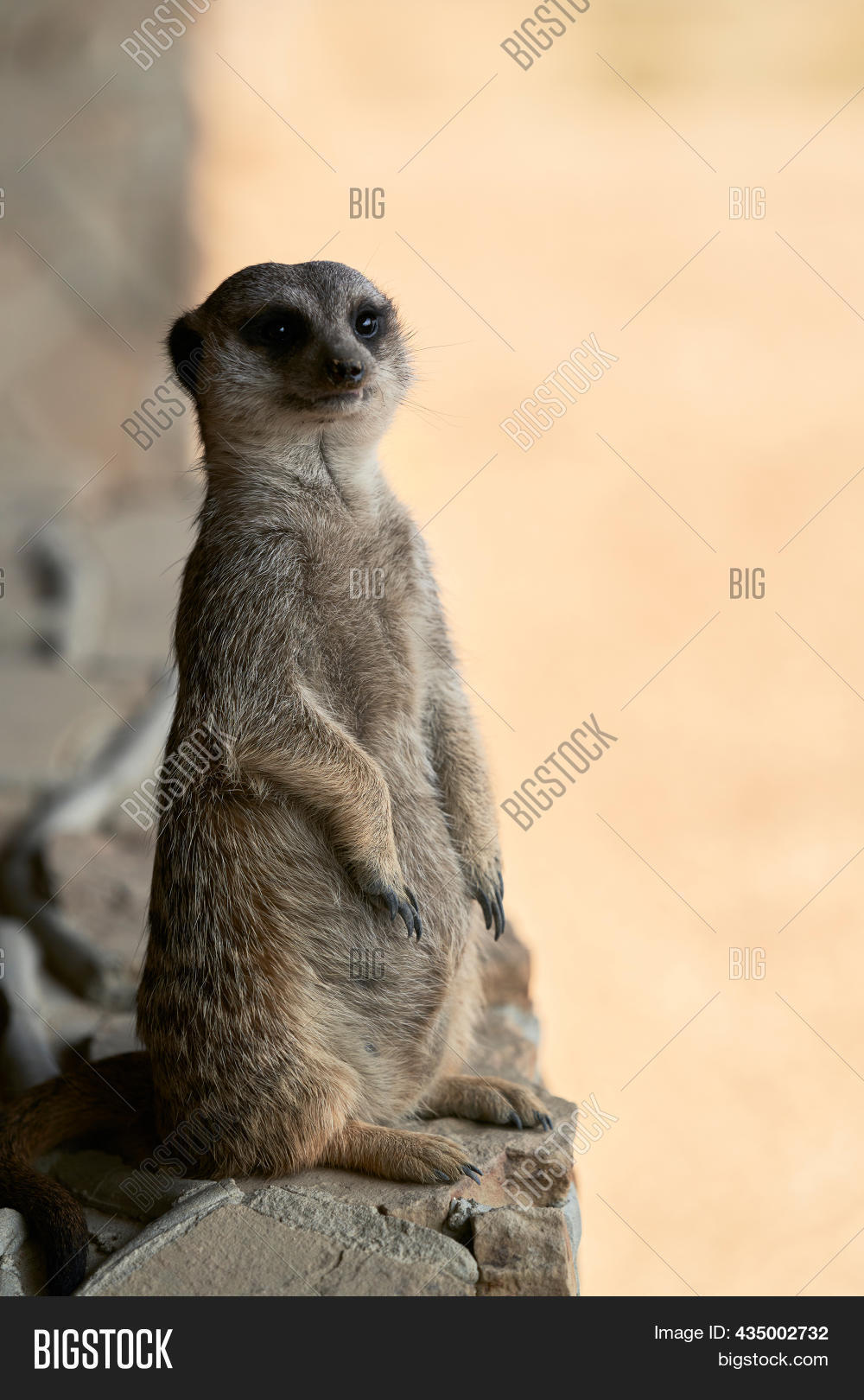 Gopher Stands On Hind Image & Photo (Free Trial) | Bigstock