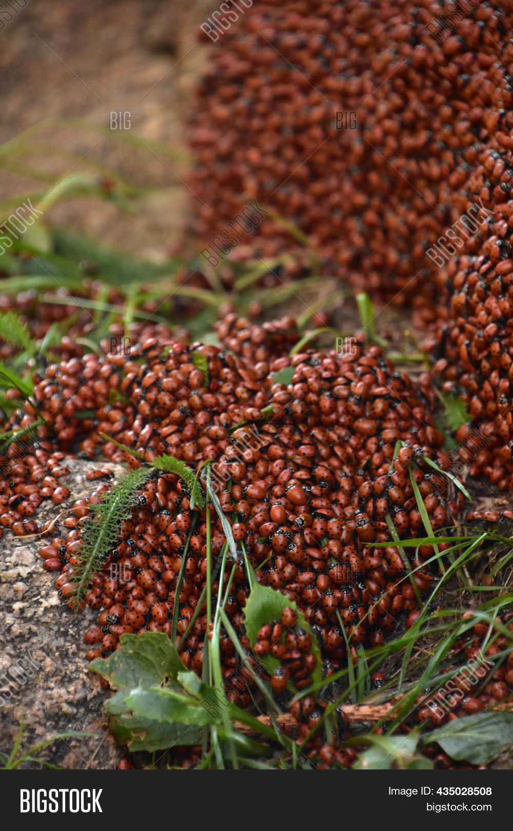 Large Group Ladybugs Image & Photo (Free Trial) | Bigstock